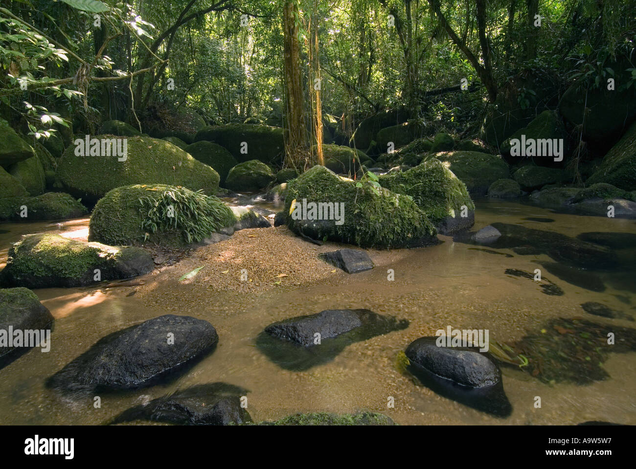 Atlantic Rainforest Ubatuba Sao Paulo state Brazil Stock Photo - Alamy