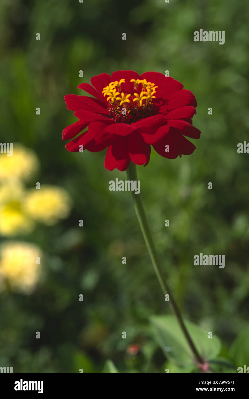 Thumbelina hi-res stock photography and images - Alamy