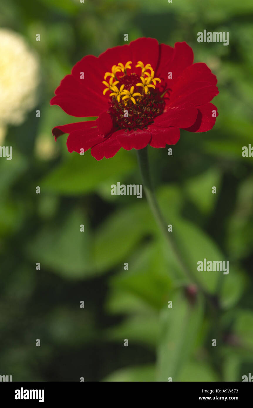 Zinnia Thumbelina Flower Stock Photo - Alamy