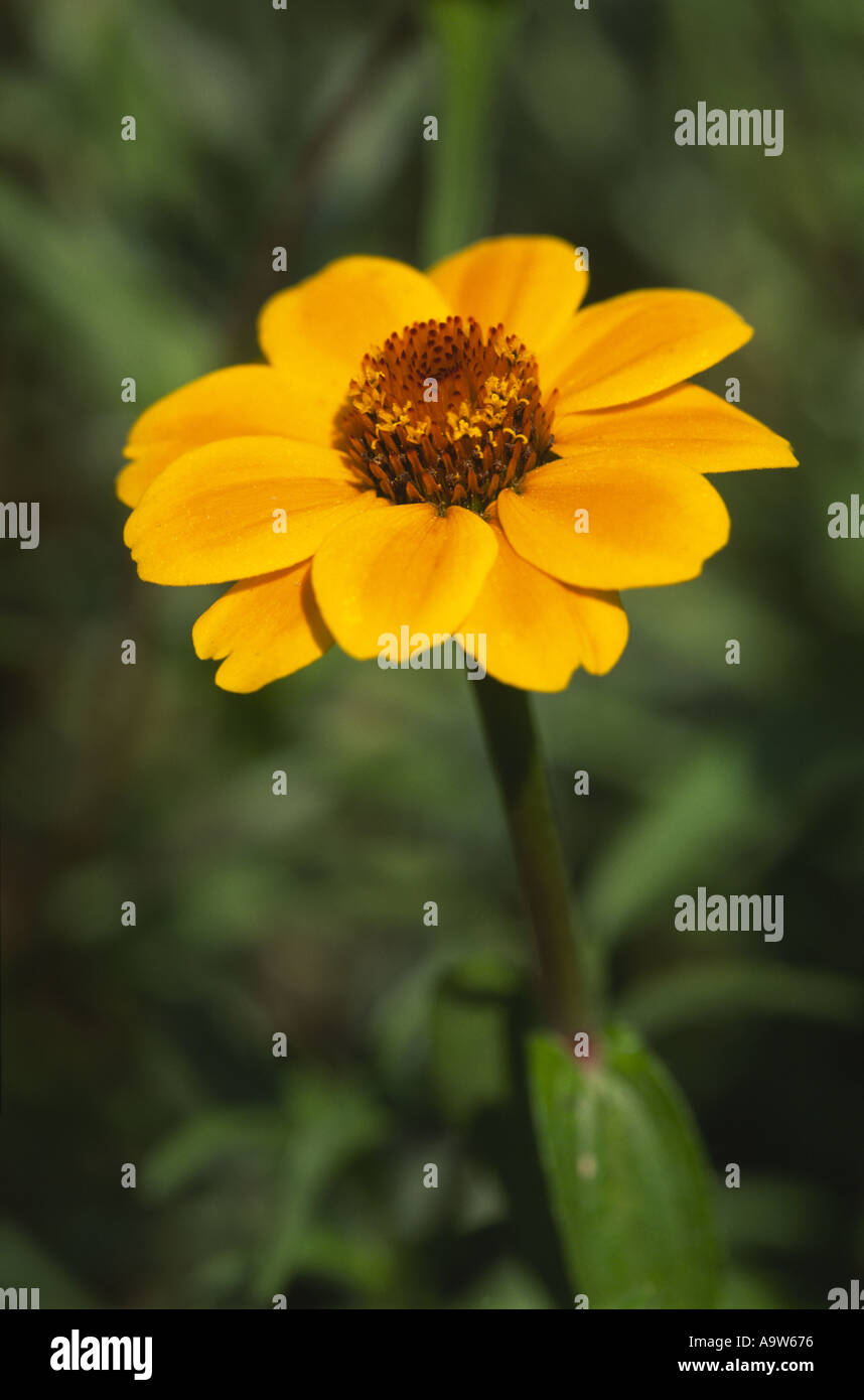 Thumbelina hi-res stock photography and images - Alamy
