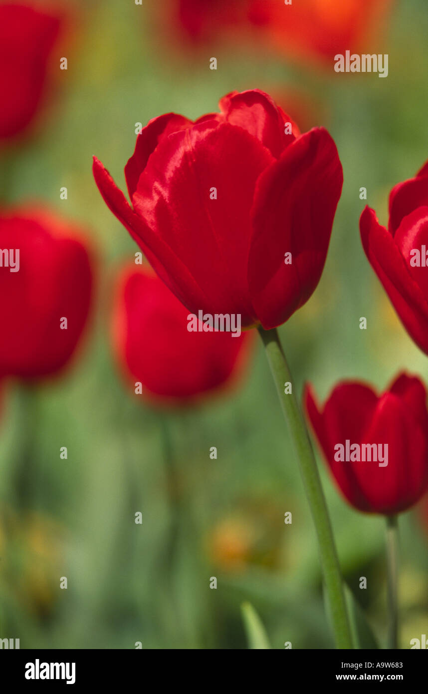 Red Tulip Flowers Stock Photo - Alamy