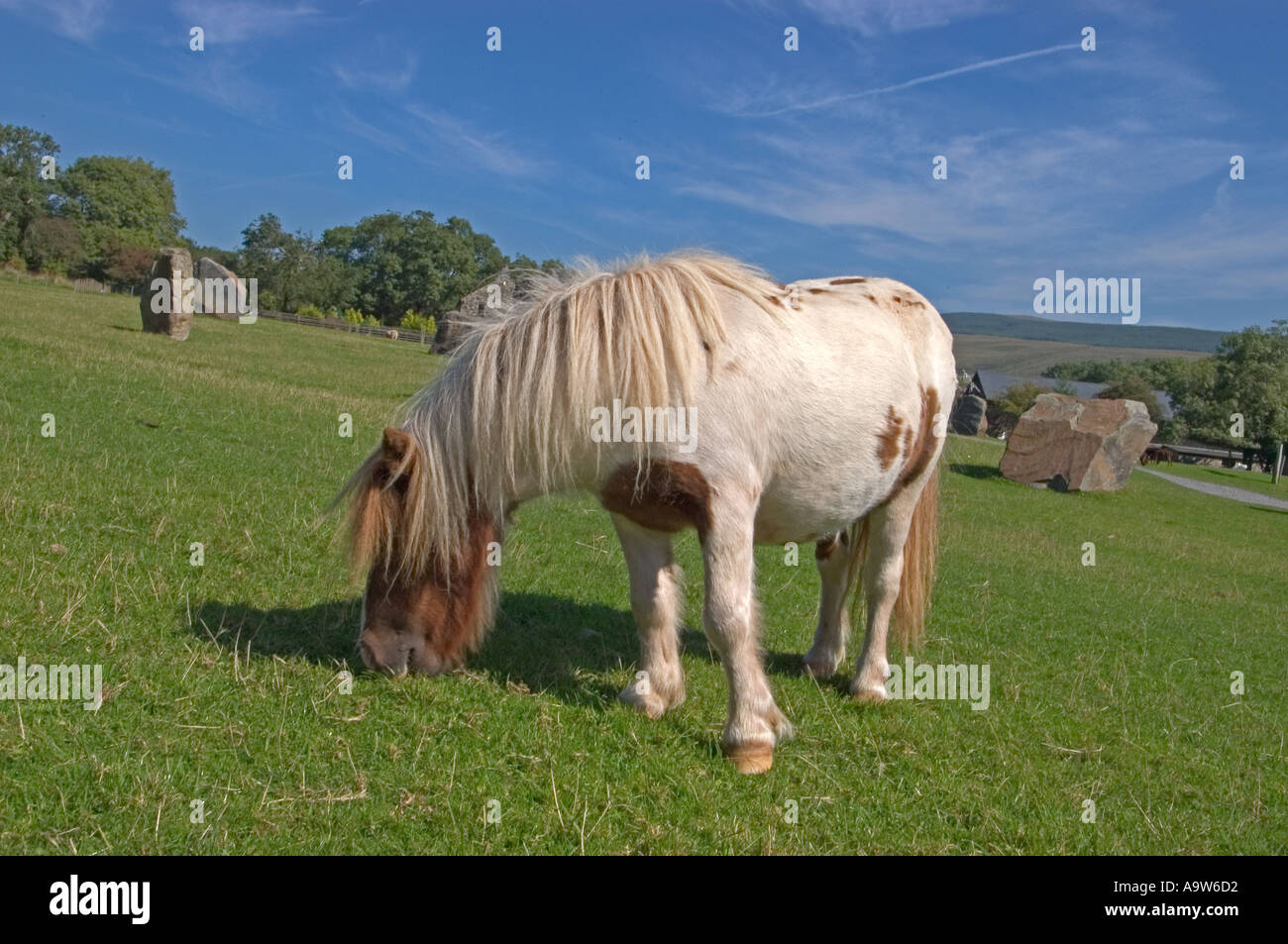 Welsh Cob Pony at the Shirehorse Centre, Dan yr Ogof Showcaves and ...