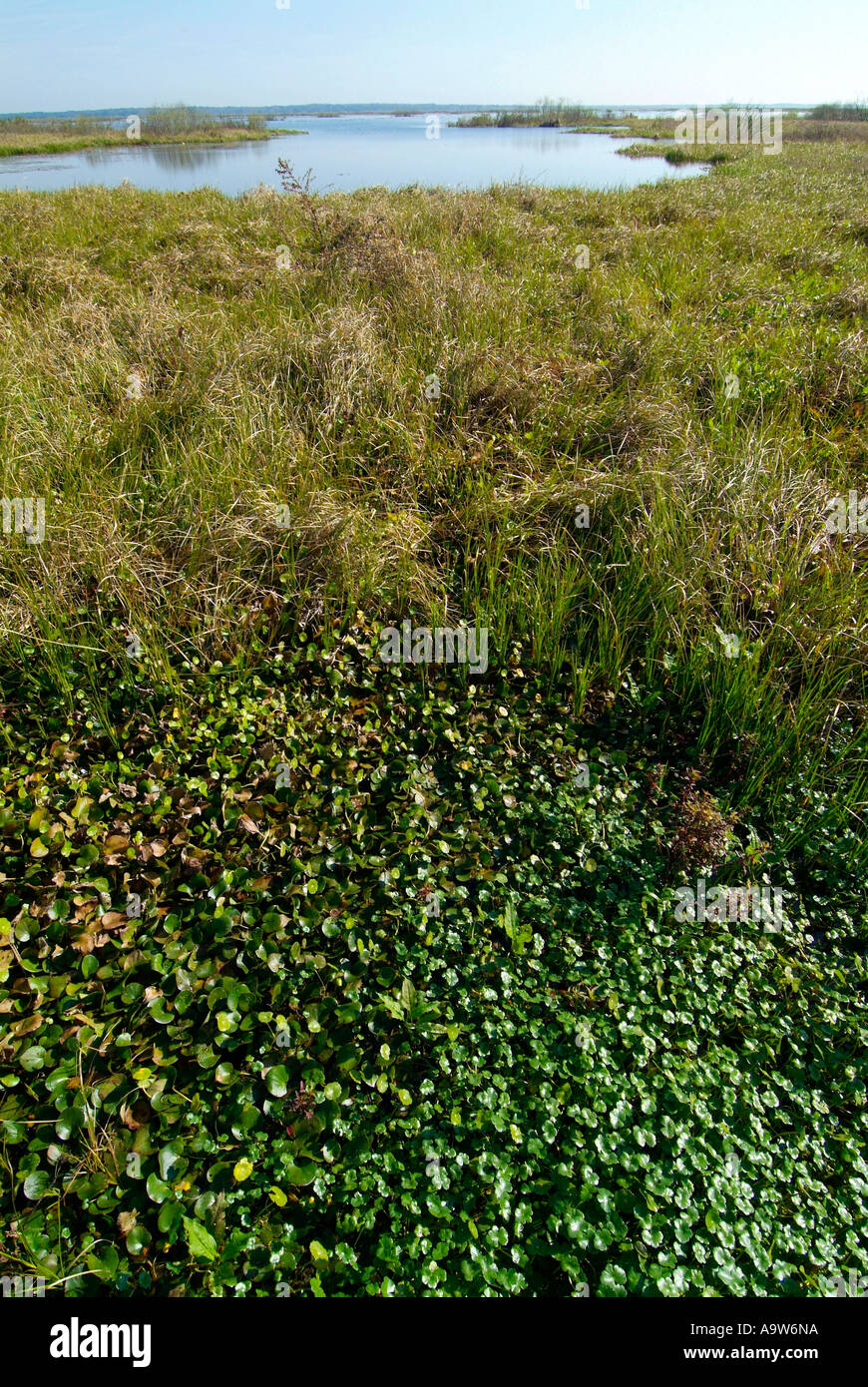 William bartram trail florida hi-res stock photography and images - Alamy