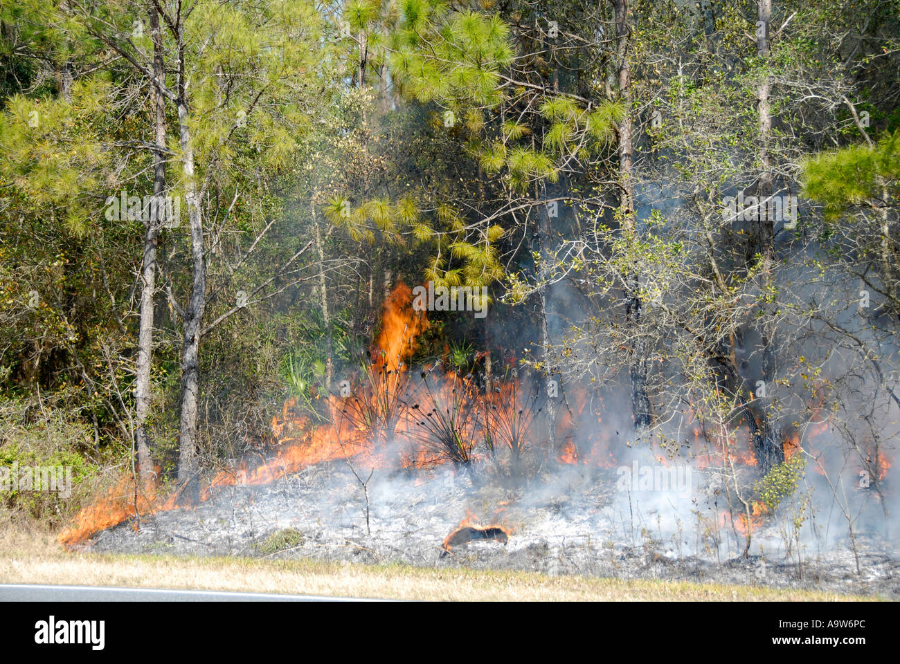 Firemen use a controlled burn technique to clear dead underbrush from ...