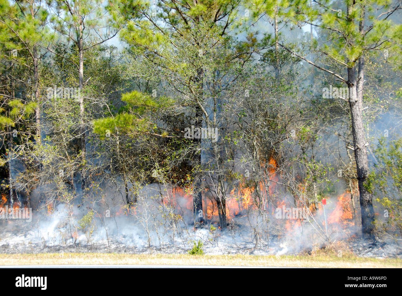 Firemen use a controlled burn technique to clear dead underbrush from ...
