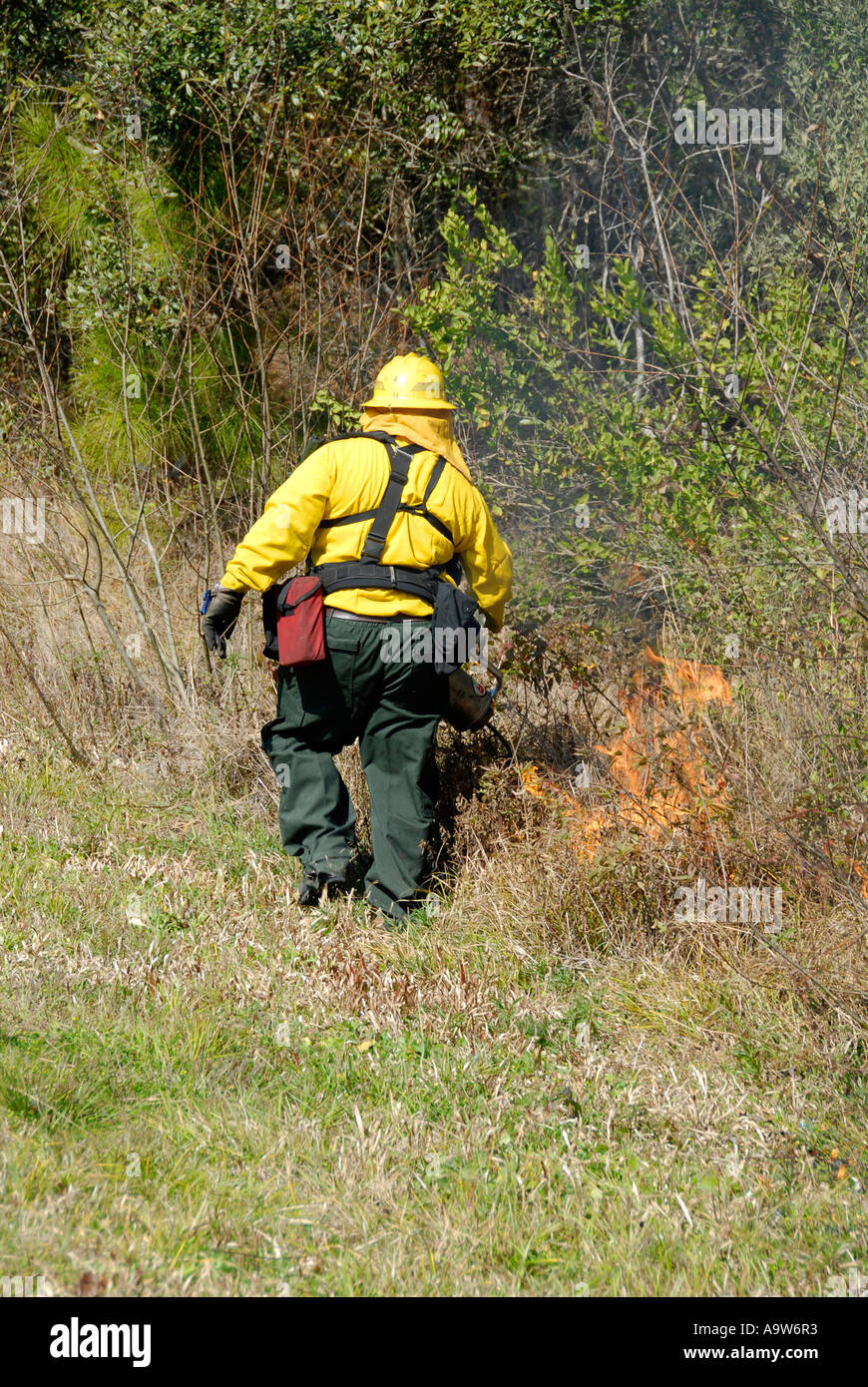 Firemen use a controlled burn technique to clear dead underbrush from ...