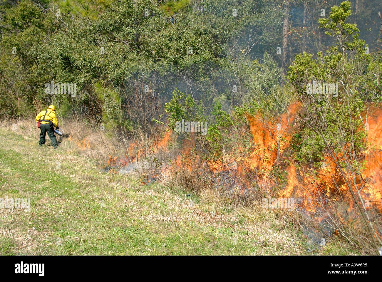 Firemen use a controlled burn technique to clear dead underbrush from ...