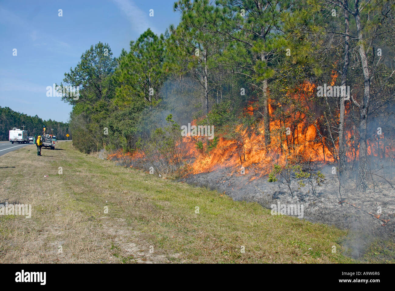 Firemen use a controlled burn technique to clear dead underbrush from ...