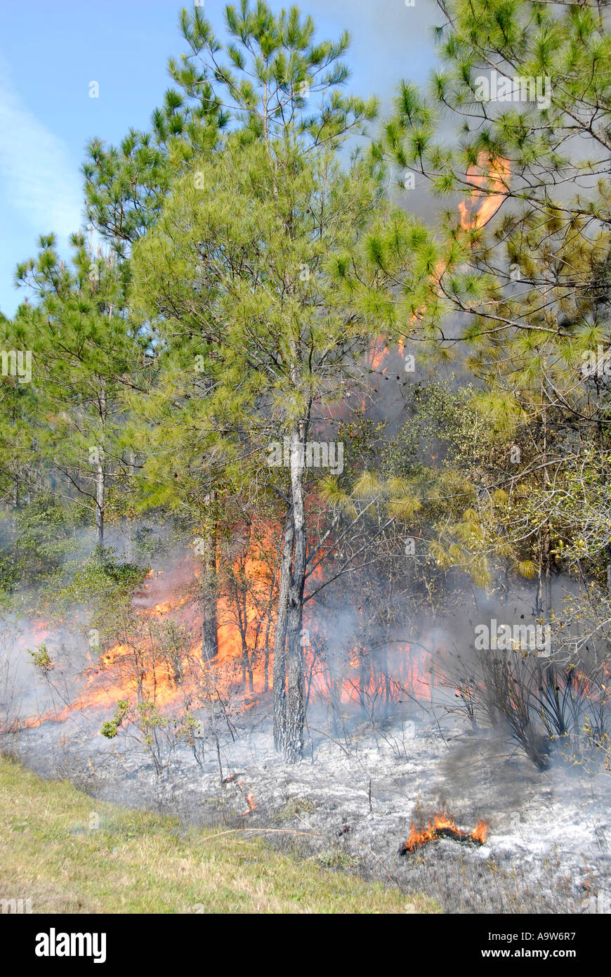 Firemen use a controlled burn technique to clear dead underbrush from ...