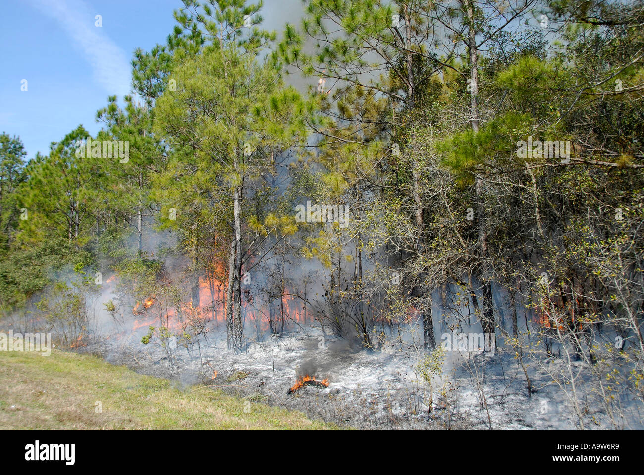 Firemen use a controlled burn technique to clear dead underbrush from ...