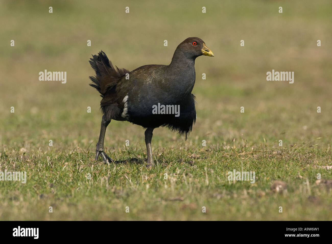 Tasmanian native hen hi-res stock photography and images - Alamy
