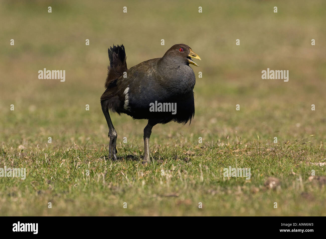 Tasmanian native hen hi-res stock photography and images - Alamy