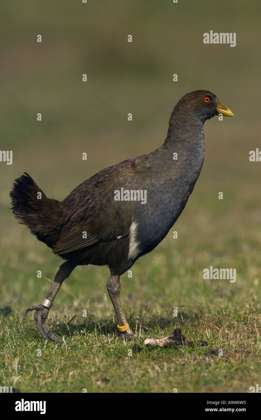 Tasmanian native hen hi-res stock photography and images - Alamy
