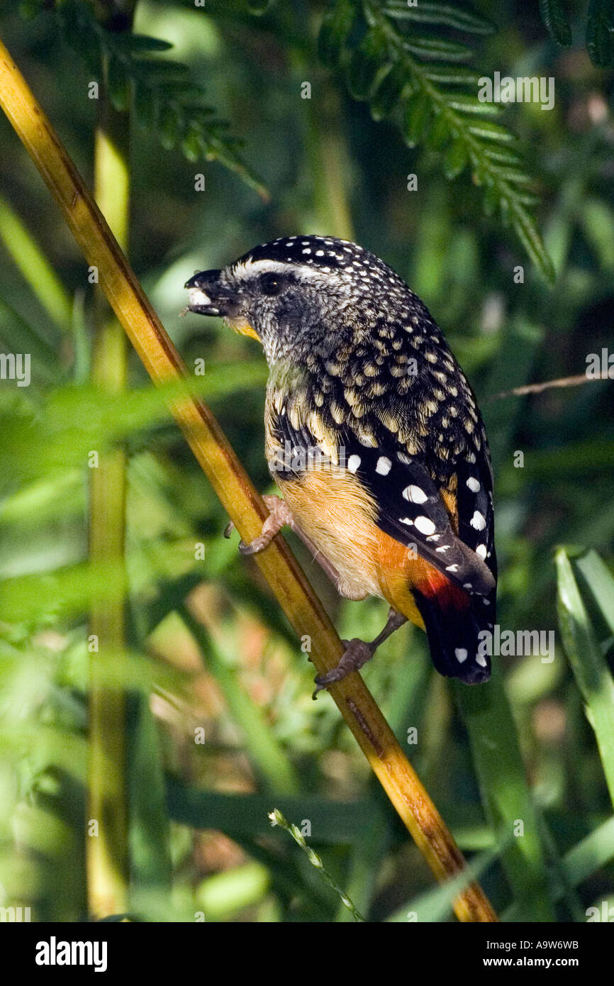 Spotted Pardalote Tasmania Australia Stock Photo - Alamy