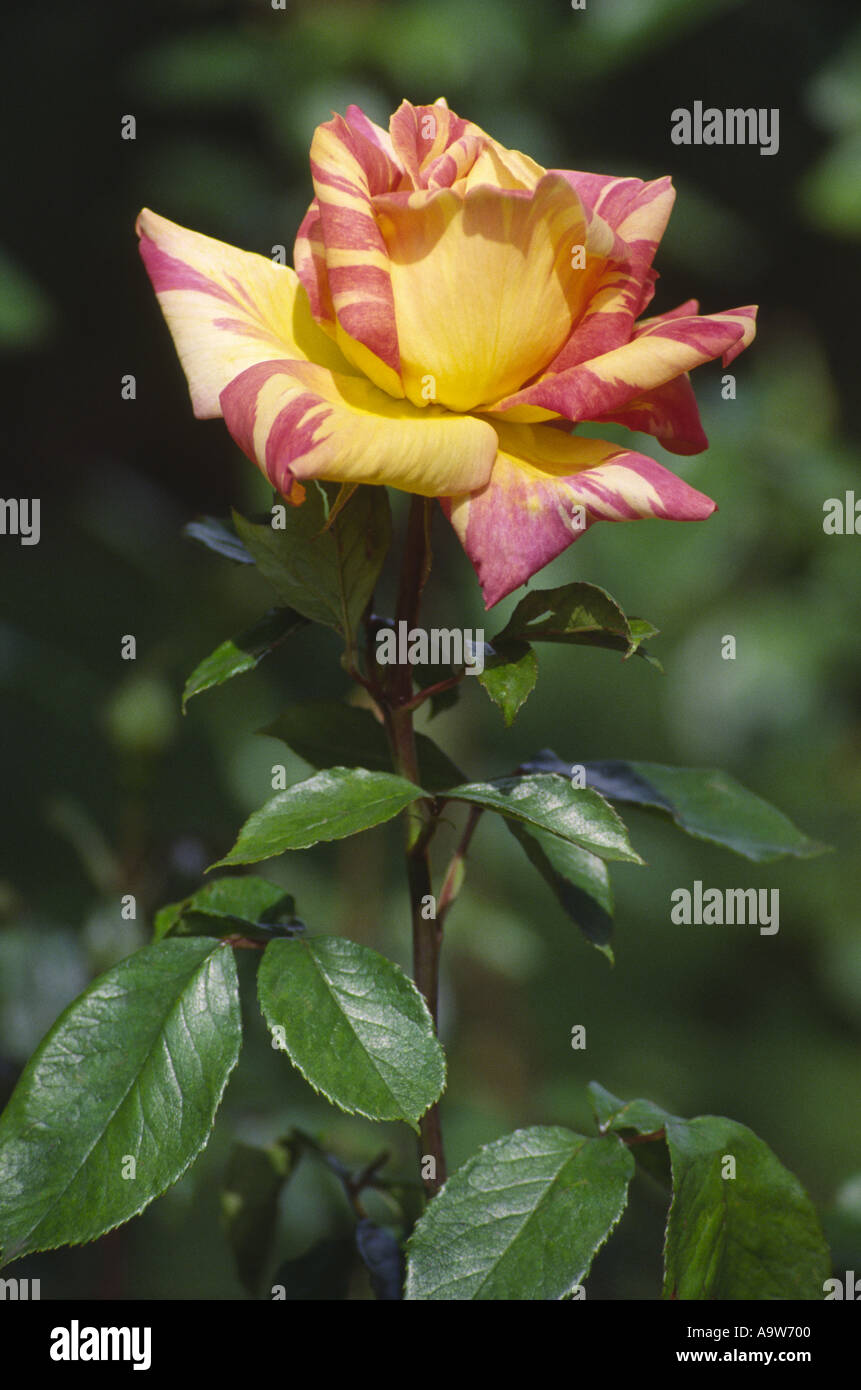 Portrait yellow rose hi-res stock photography and images - Alamy