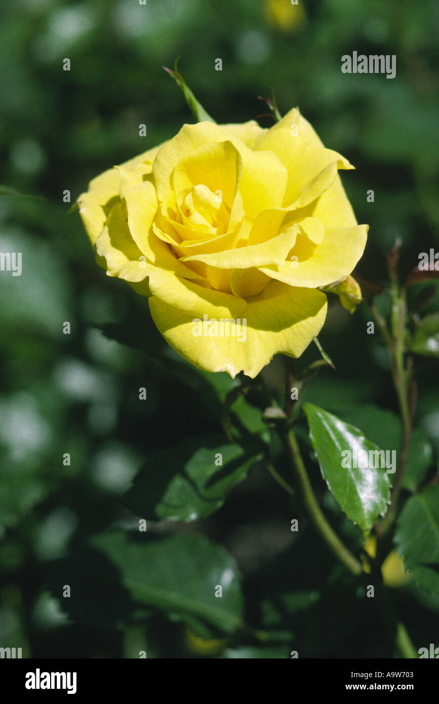 Yellow Rose Flower Stock Photo - Alamy