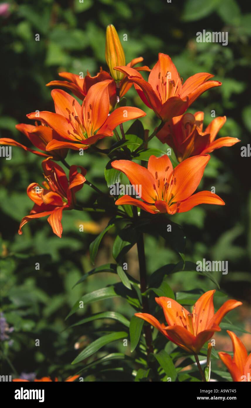 Lily reproduction hi-res stock photography and images - Alamy