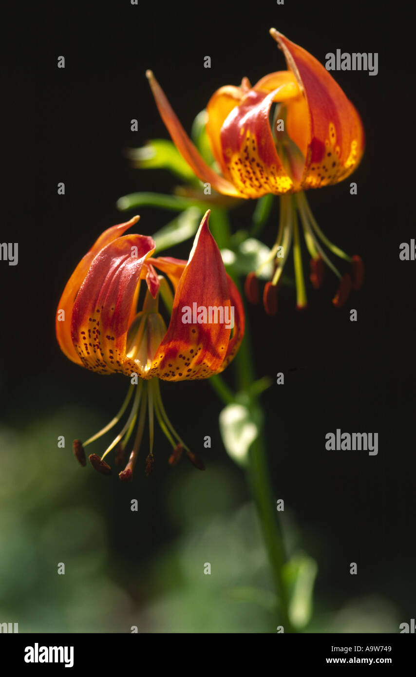 Lilium hi-res stock photography and images - Alamy