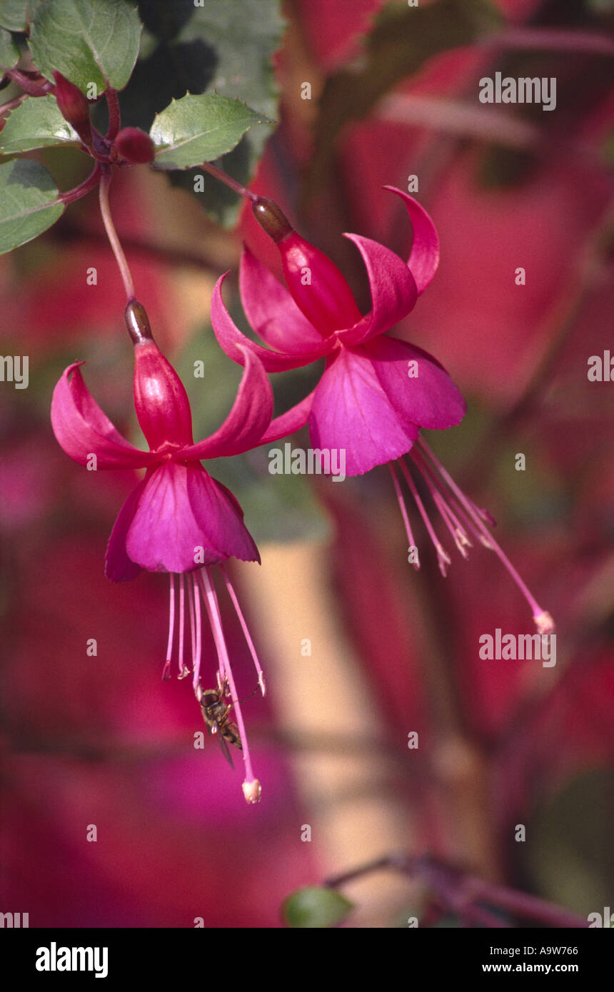 Fuschias and garden hi-res stock photography and images - Alamy