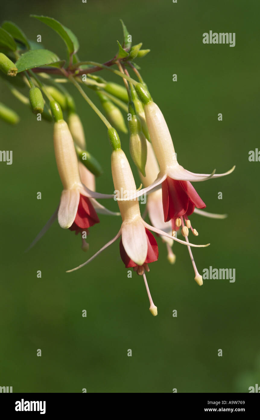 Fuschias Stock Photos & Fuschias Stock Images - Alamy
