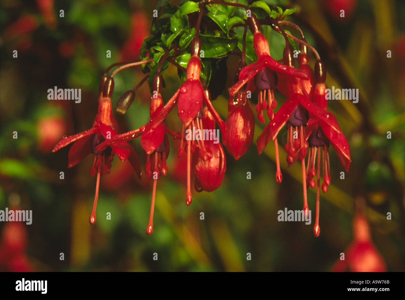 Fuschias and garden hi-res stock photography and images - Alamy