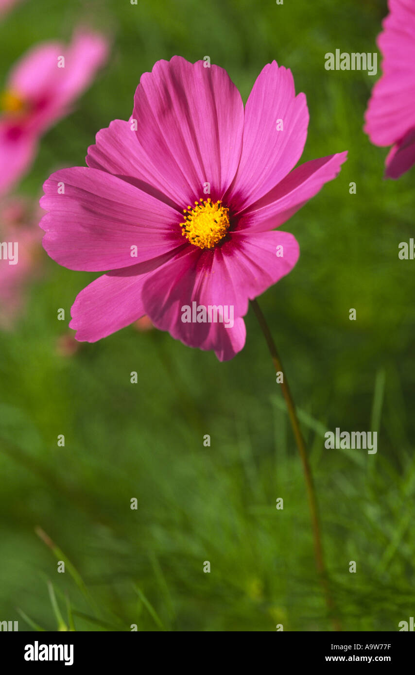 Radiance cosmos hi-res stock photography and images - Alamy