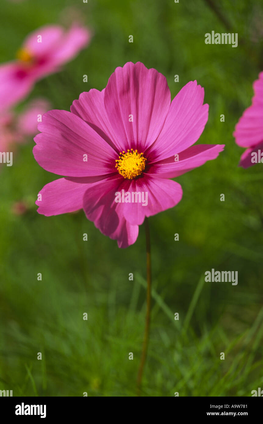 Sensation radiance hi-res stock photography and images - Alamy