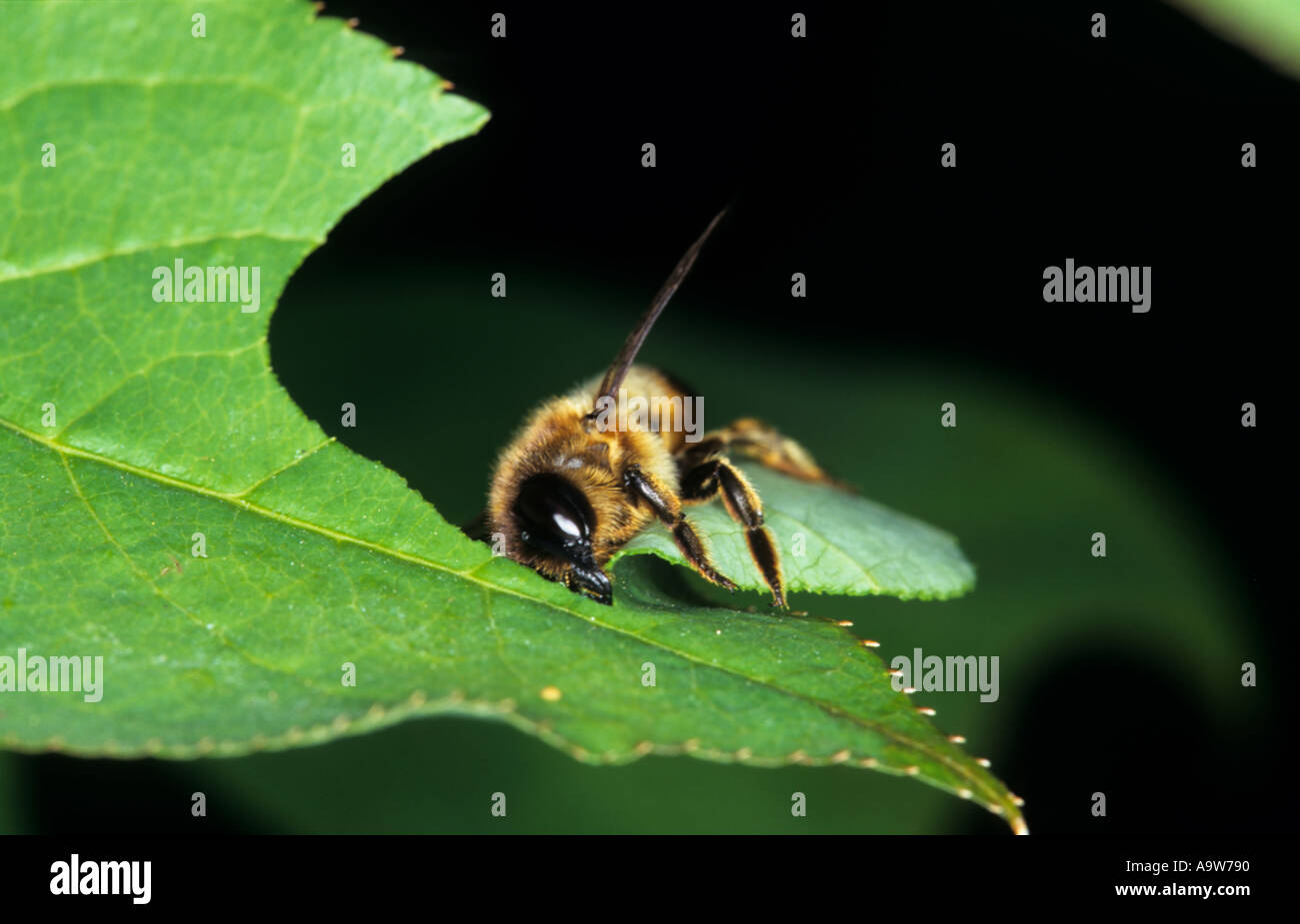 Section pic hi-res stock photography and images - Alamy
