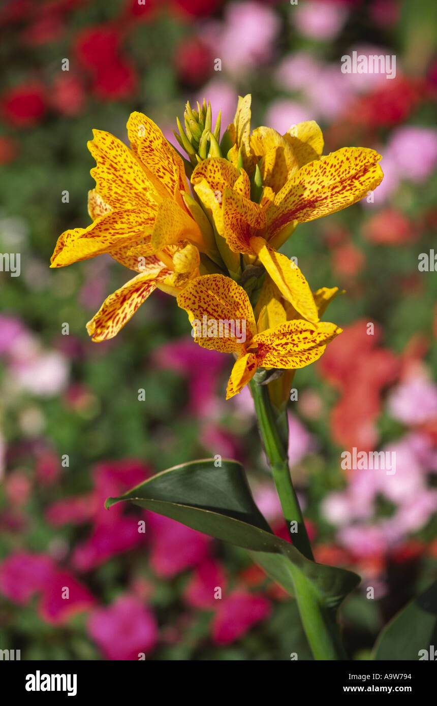 Canna Lily Flower Stock Photo - Alamy