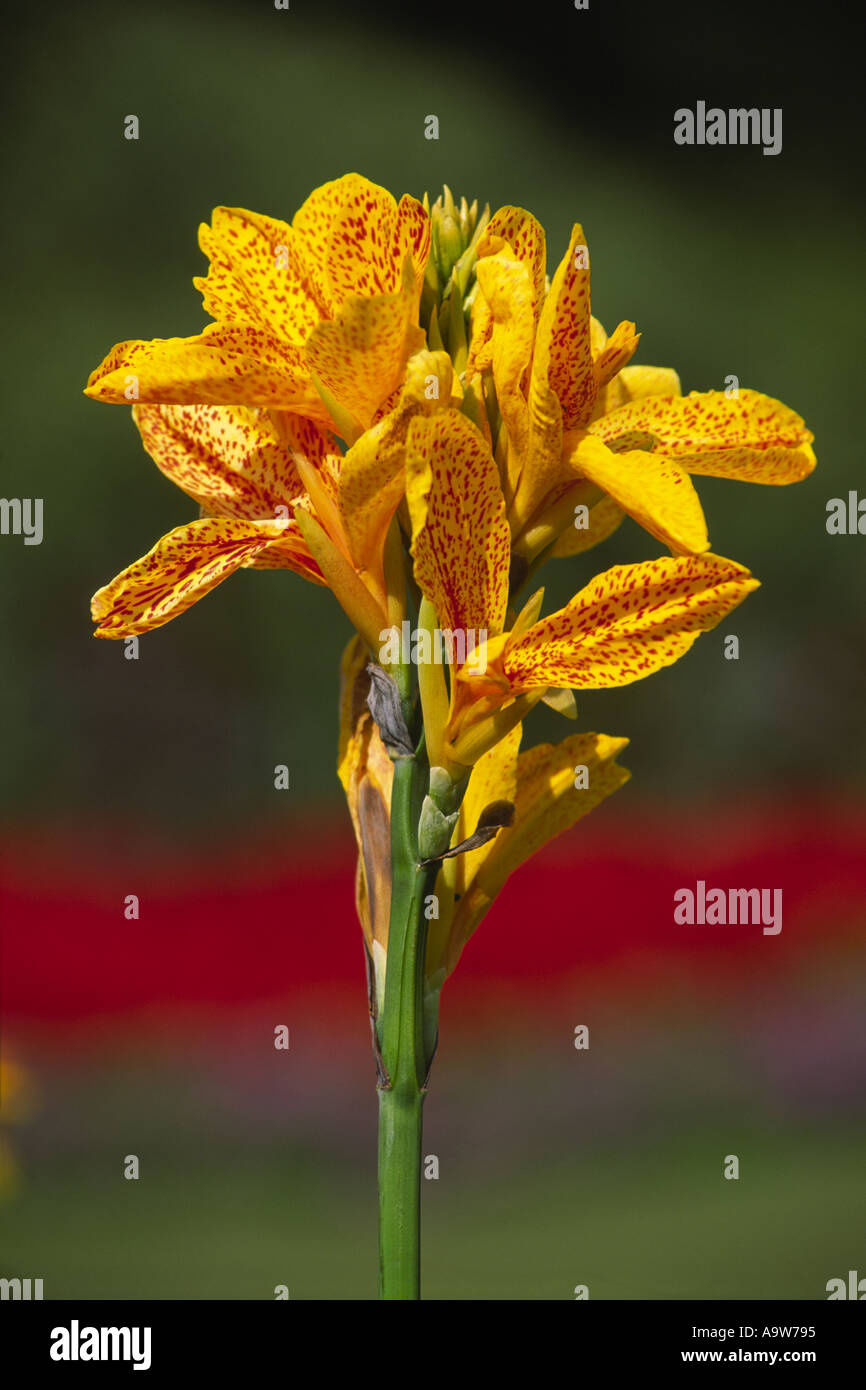 Canna Lily Flower Stock Photo - Alamy