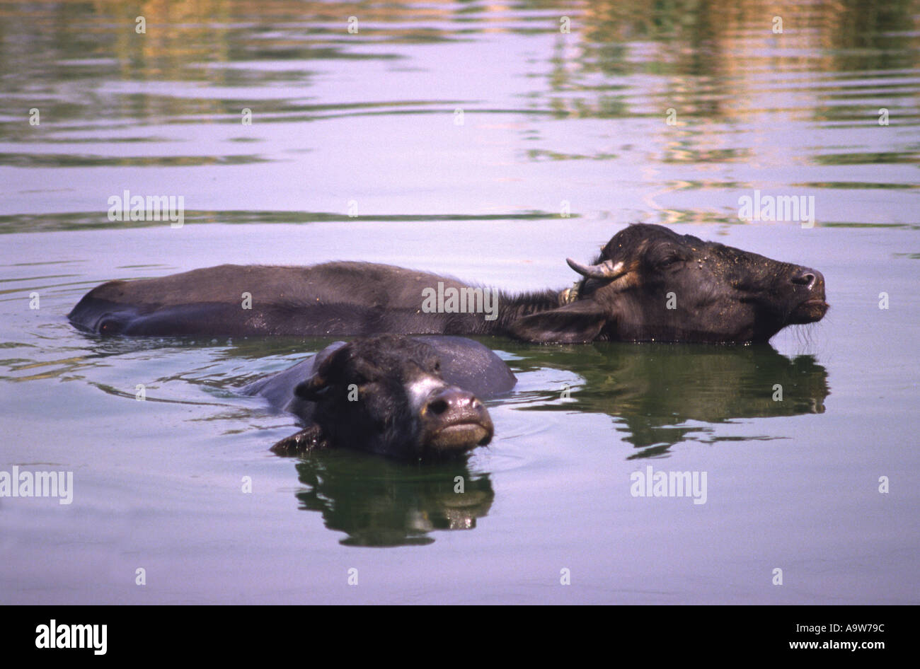 Water buffalo swimming in cistern pond in India near Delhi Stock Photo ...