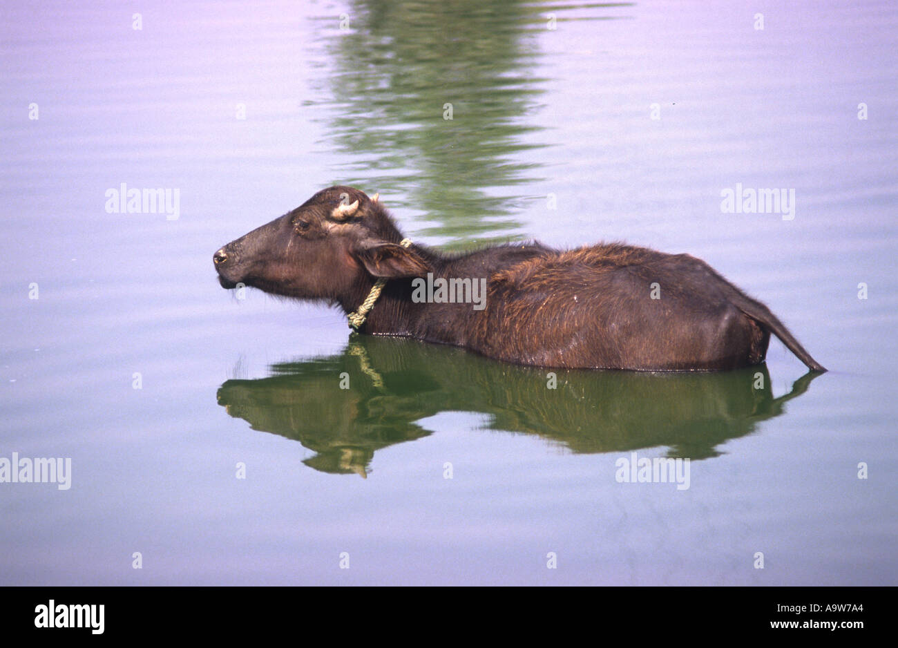 Water buffalo in mud pool hi-res stock photography and images - Alamy