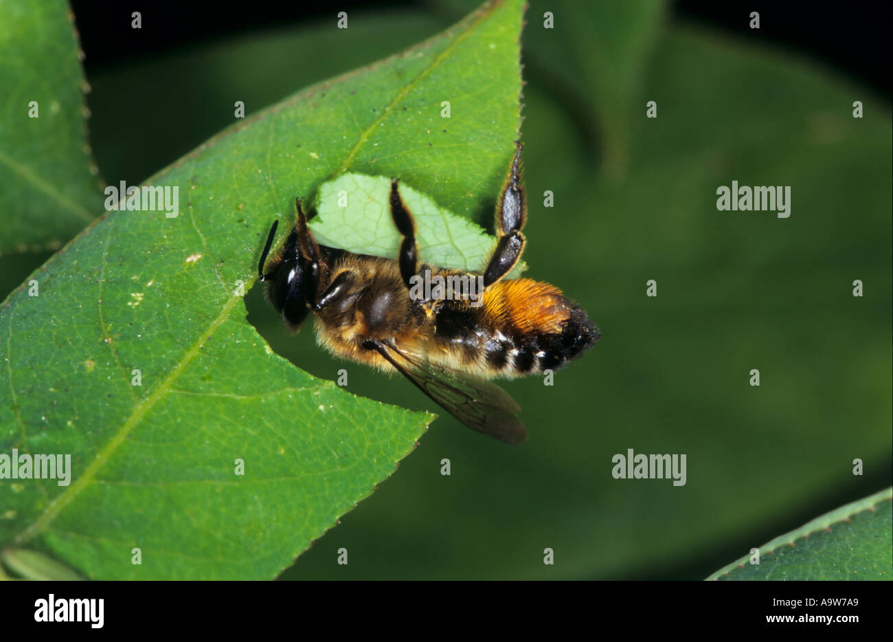 Section pic hi-res stock photography and images - Alamy