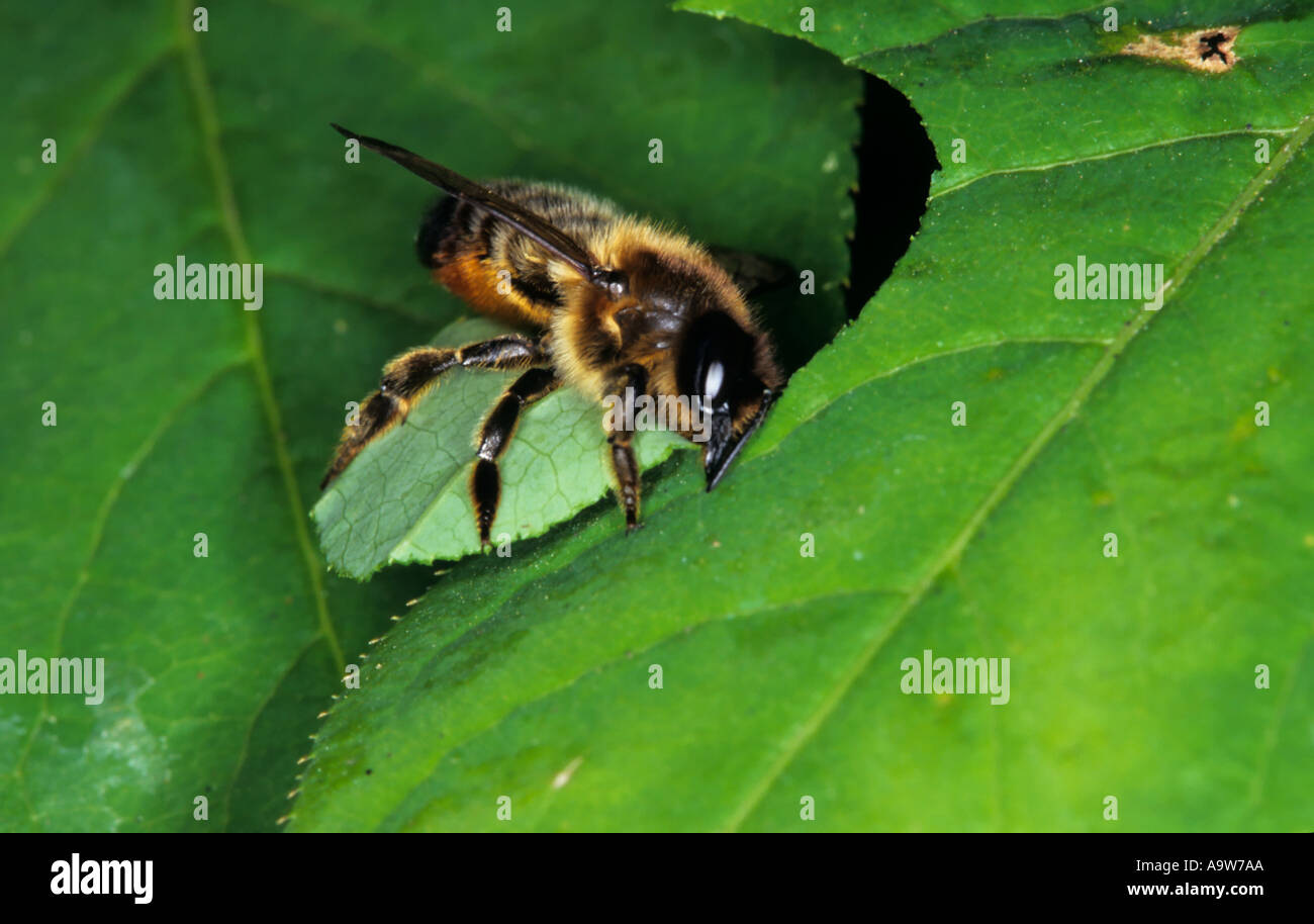 Section pic hi-res stock photography and images - Alamy
