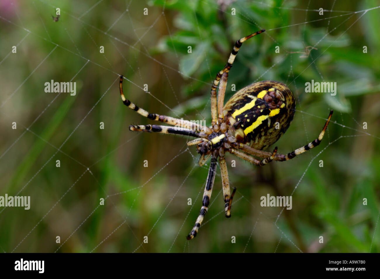 Wasp Spider Argiope bruennichi On Web showing zig zag patten bromham bedfordshire Stock Photo ...
