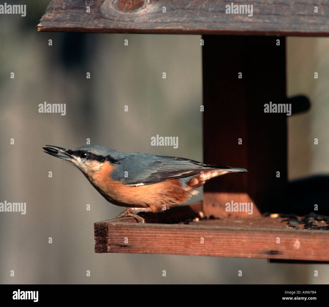 Nuthatch feeding at bird table hi-res stock photography and images - Alamy