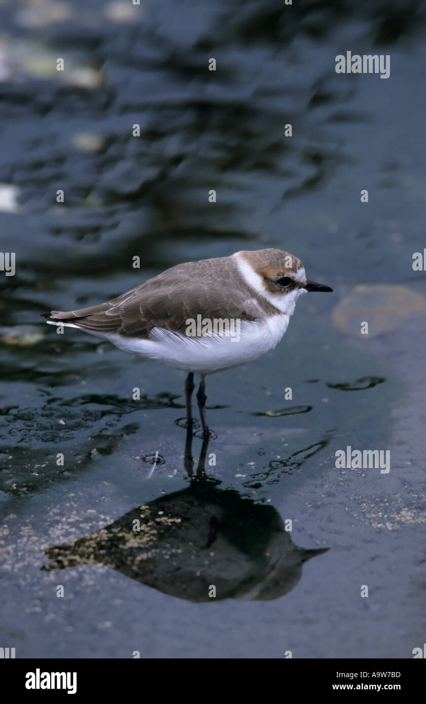 Little ringed plover juvenile in uk hi-res stock photography and images ...