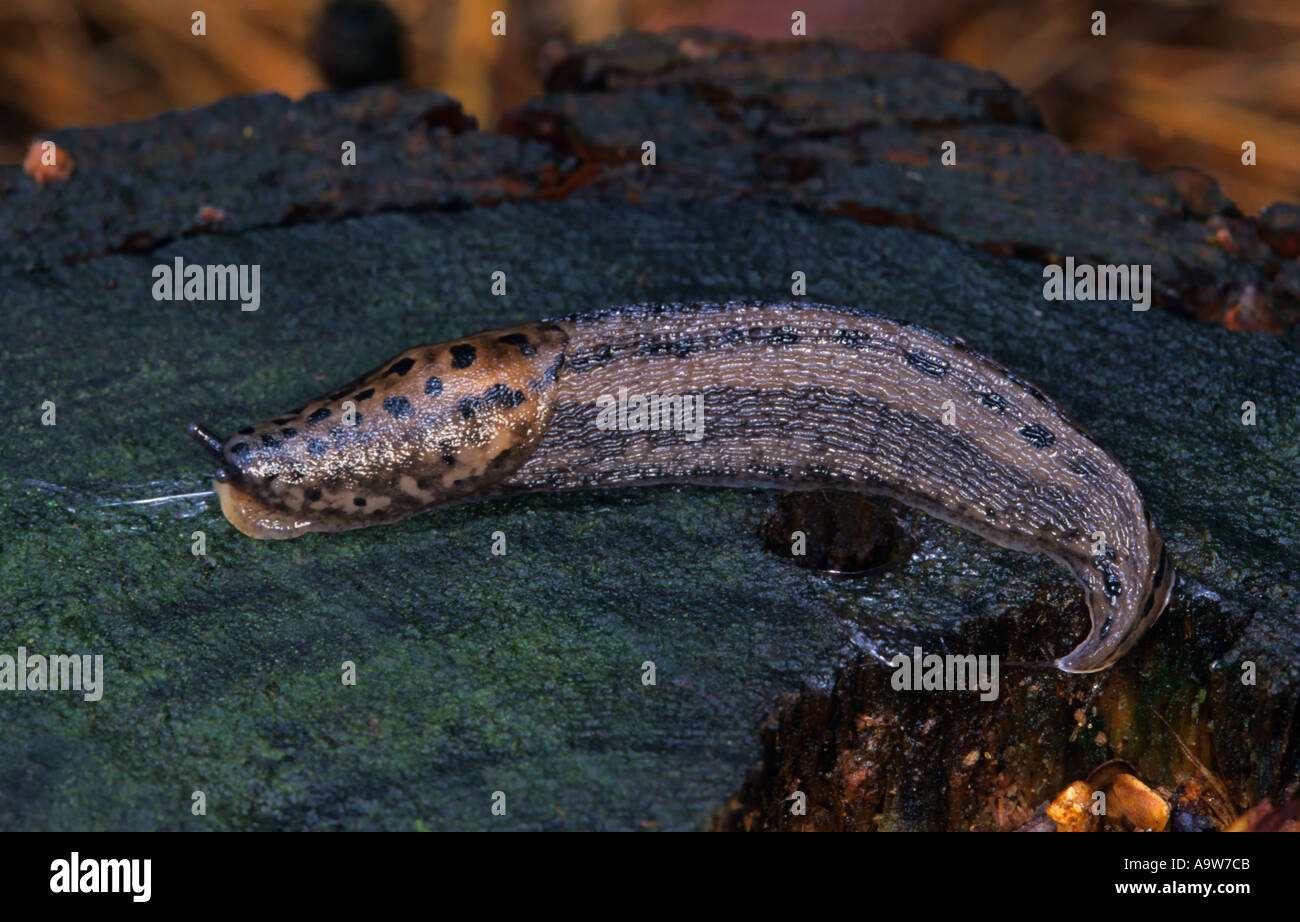 Leopard Slug limax maximus spotted form on old pine stump chicksands ...