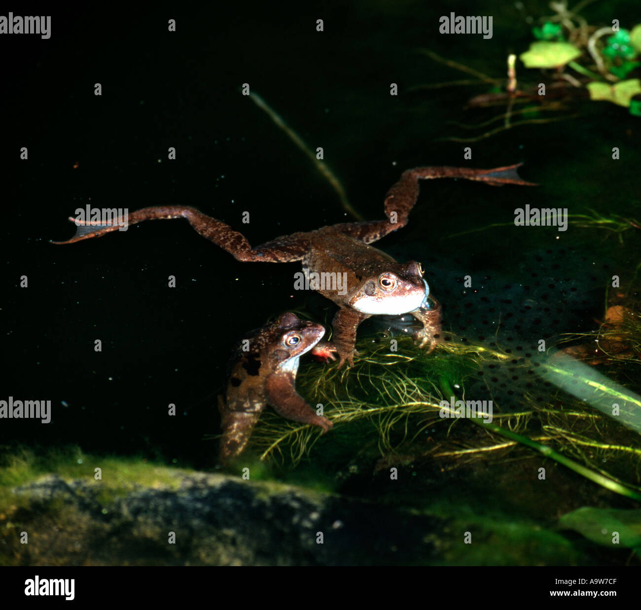 Pair frogs legs hi-res stock photography and images - Alamy