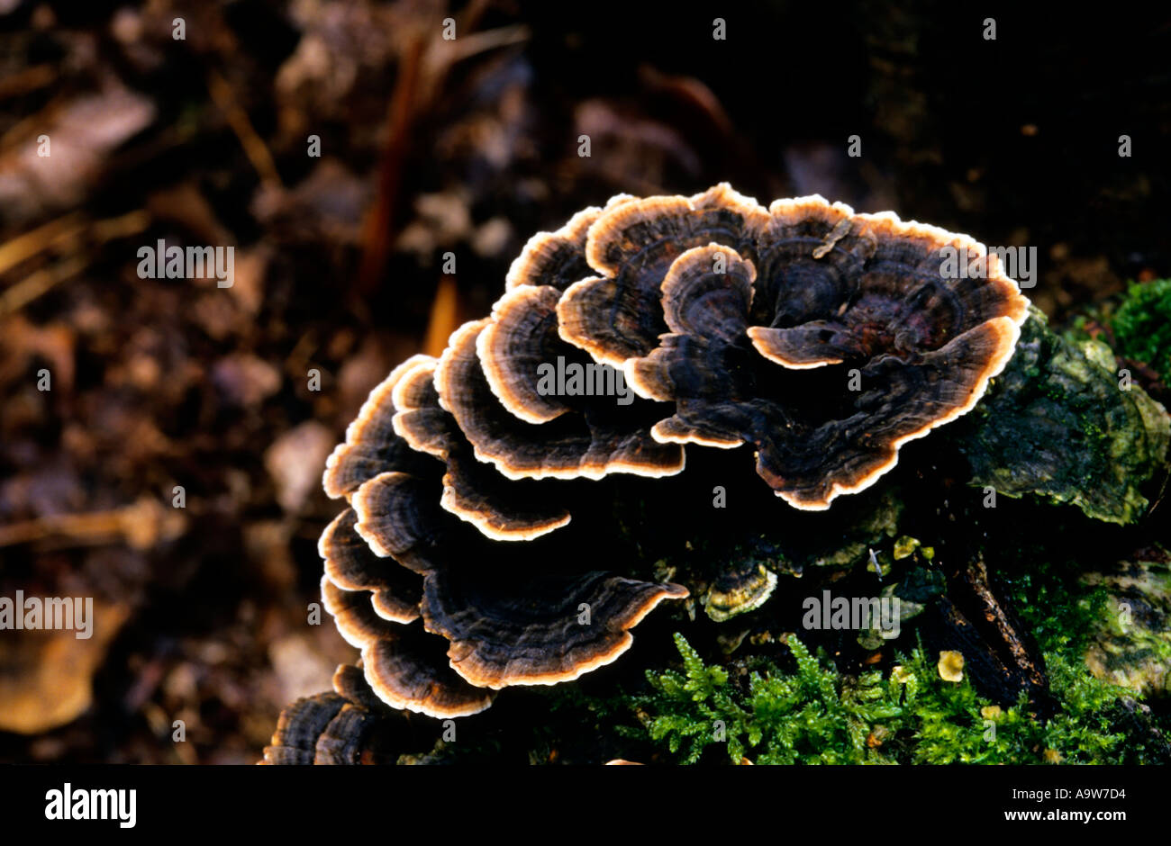 Many zoned Polypore Coriolus versicolor Growing on old stump potton ...