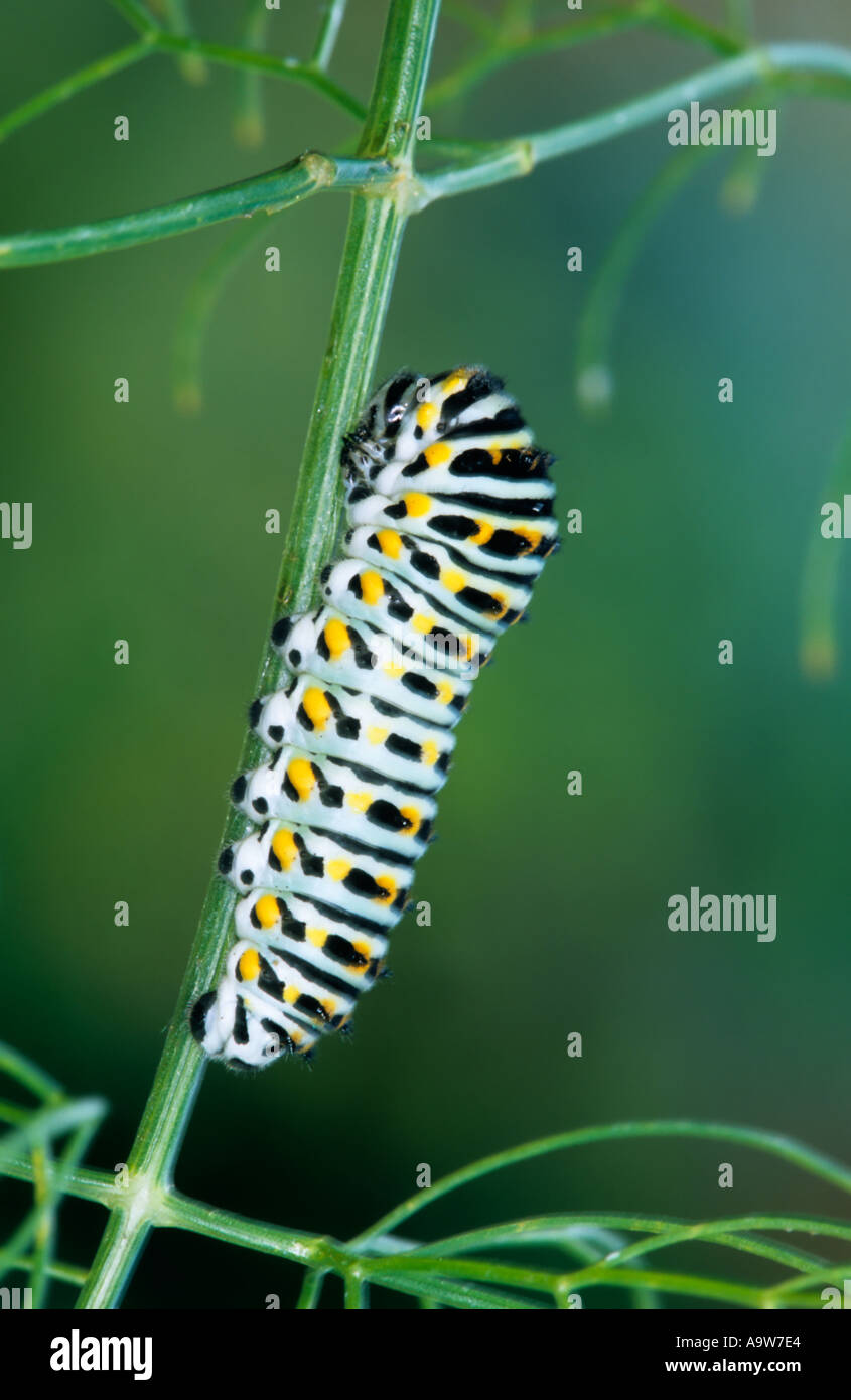 British swallowtail caterpillar hi-res stock photography and images - Alamy