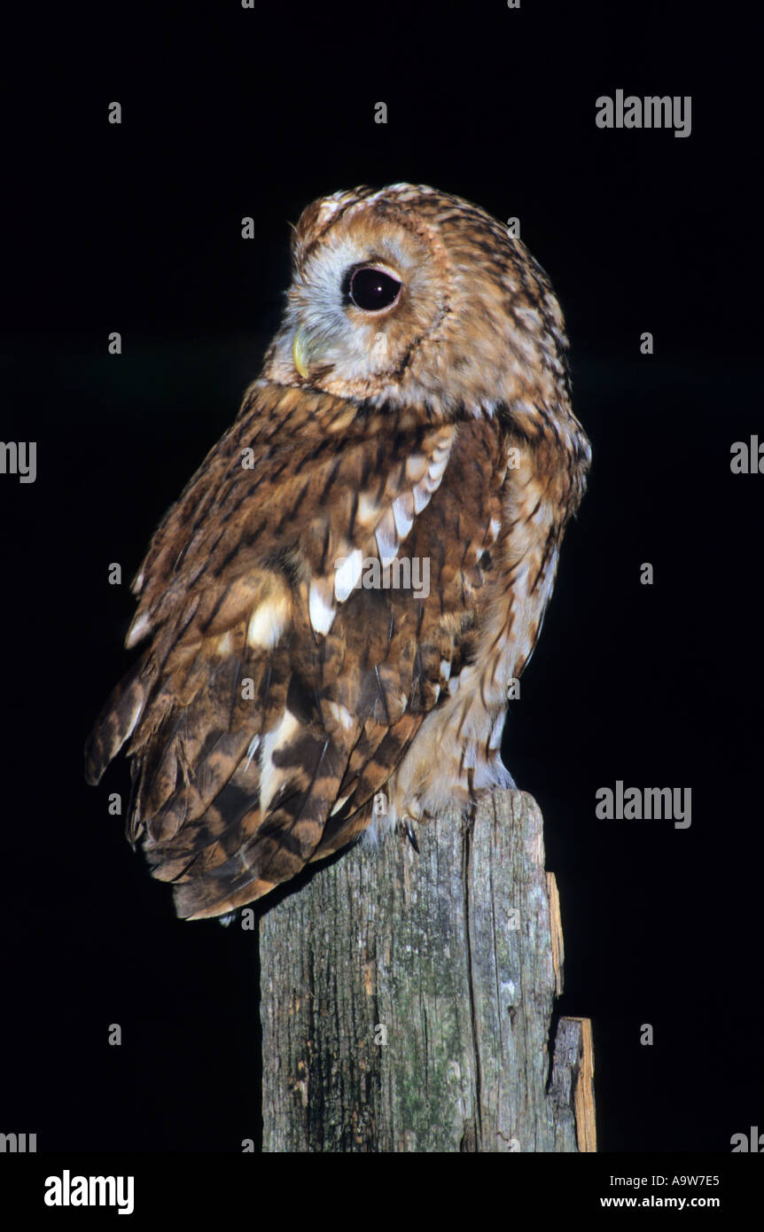 Owl looking backwards hi-res stock photography and images - Alamy