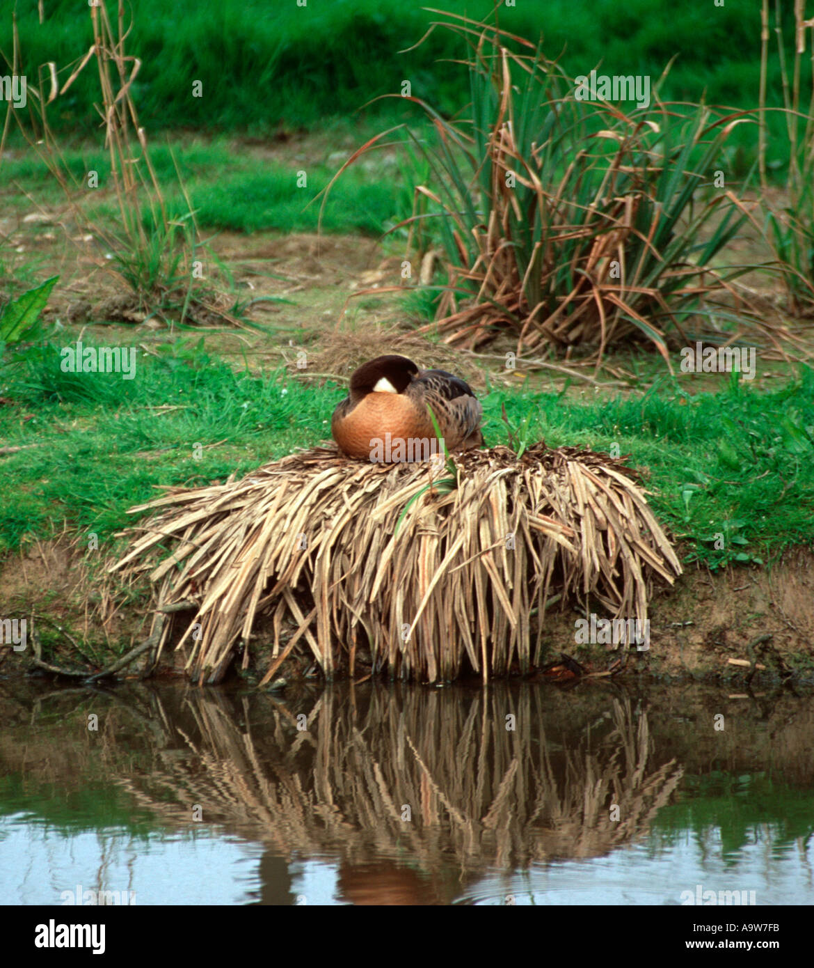 Bentley Wildfowl Reserve Kent UK Stock Photo - Alamy