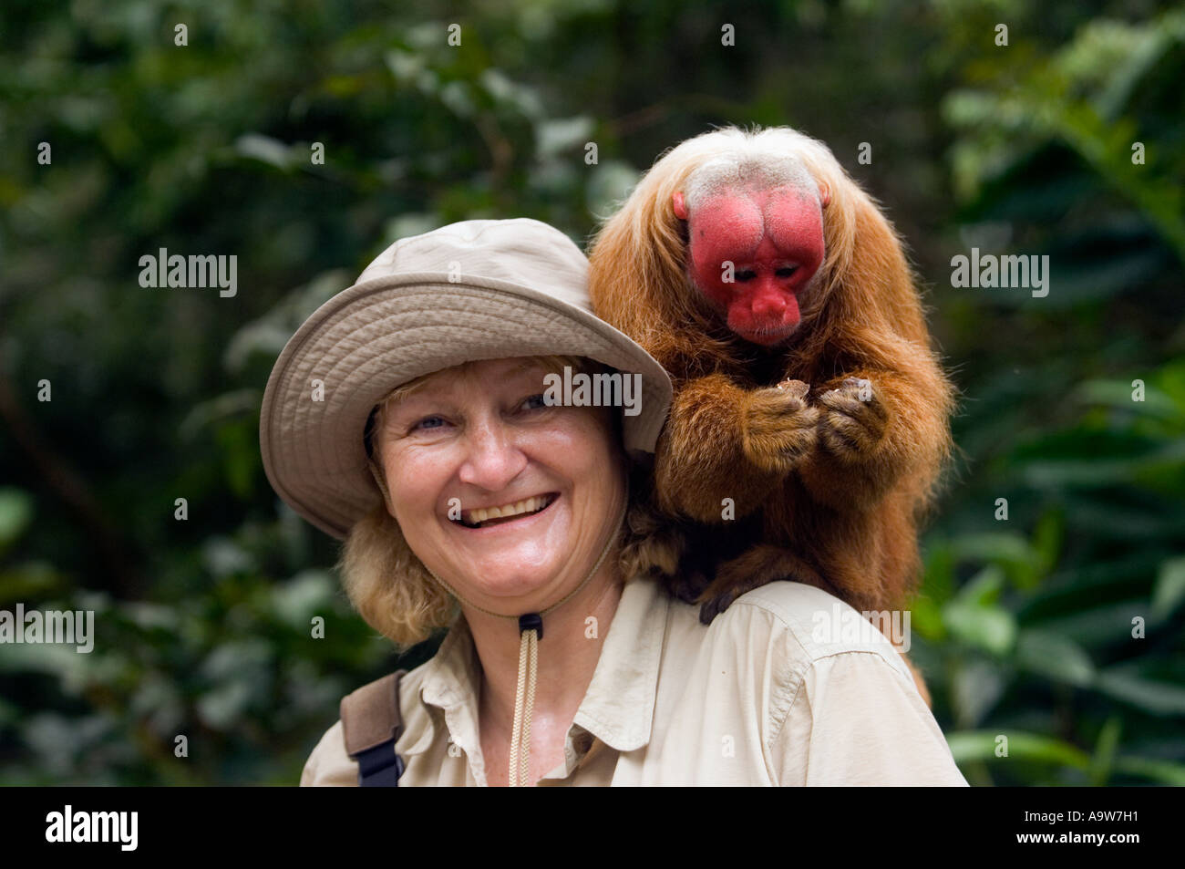Red uakari monkey Amazon state Brazil Stock Photo - Alamy