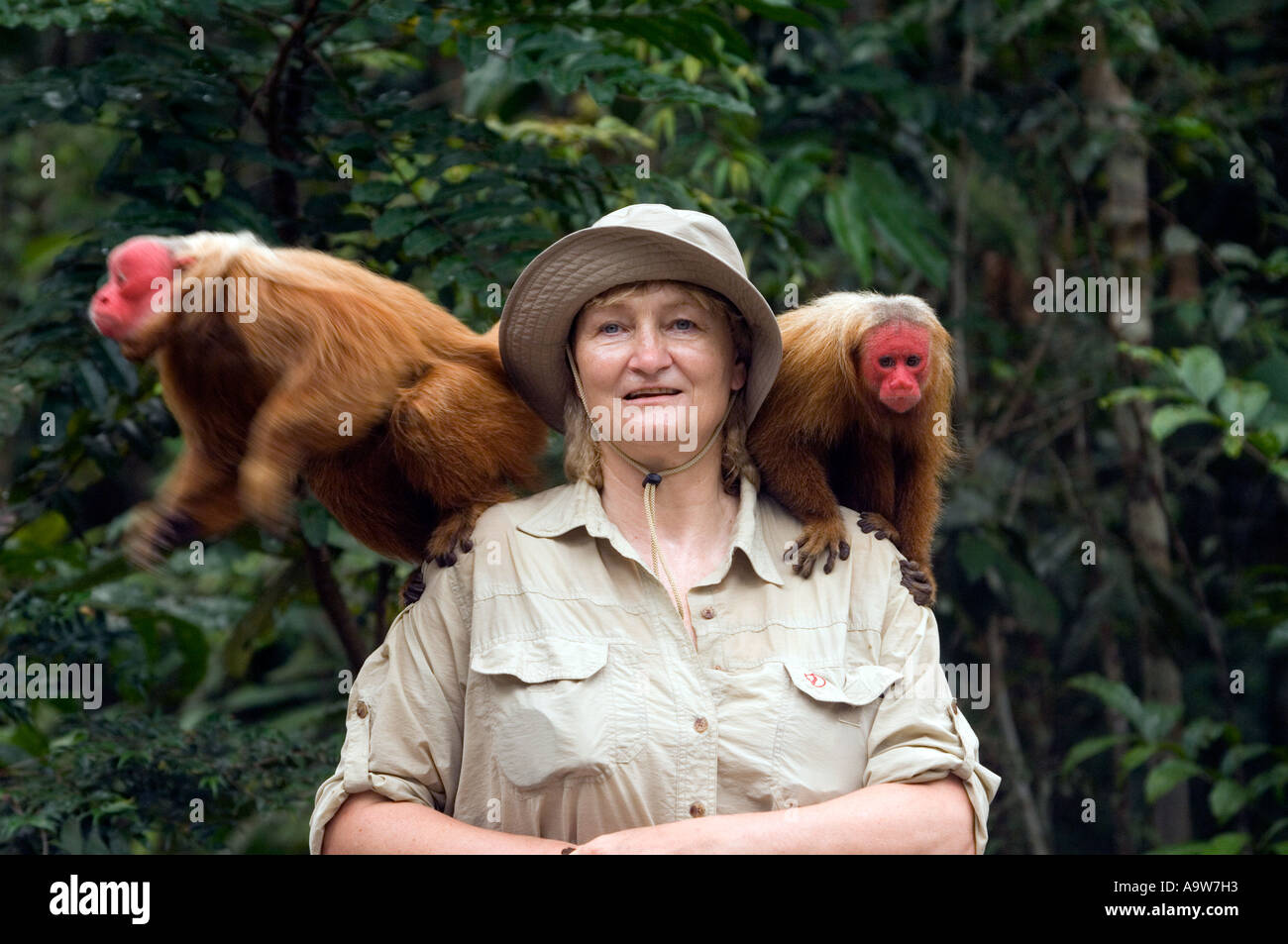 Red uakari monkey Amazon state Brazil Stock Photo - Alamy