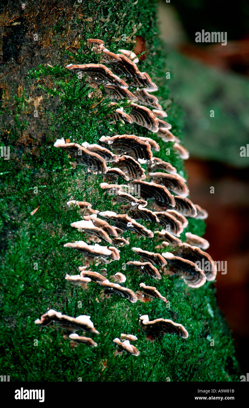 Waggoners wells hi-res stock photography and images - Alamy