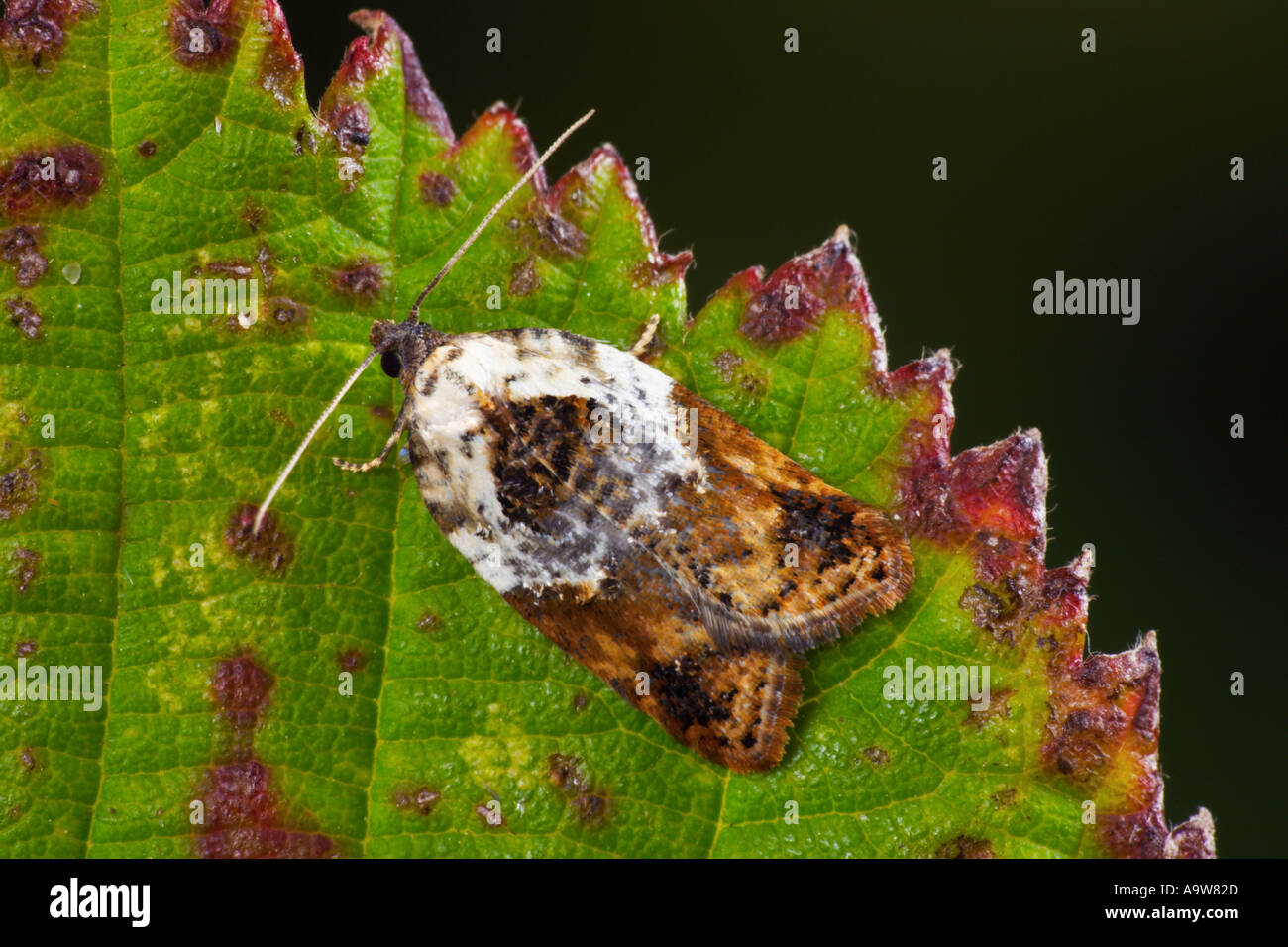 Garden Rose Tortrix Acleris variegan at rest on leaf potton ...