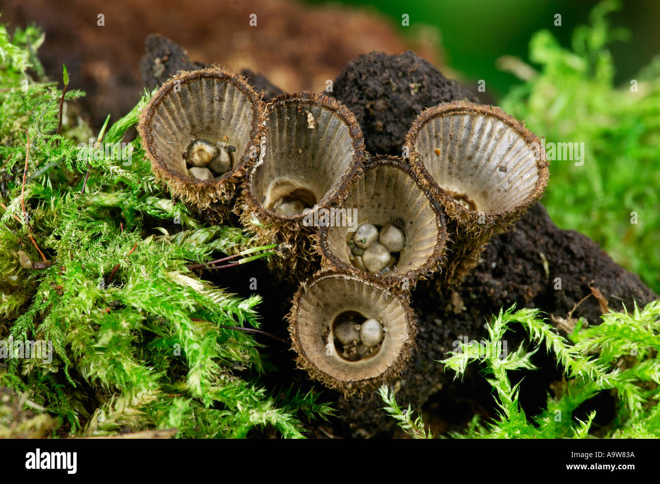 Birds Nest Fungi