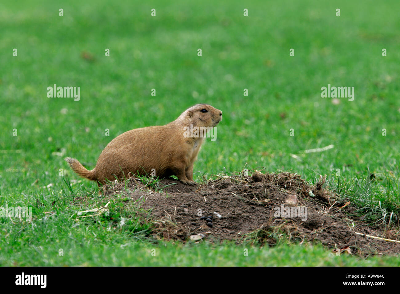 Do Prairie Dogs Swim