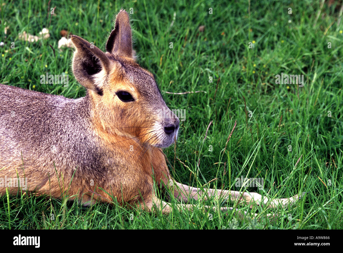 Captive patagonian mara hi-res stock photography and images - Alamy
